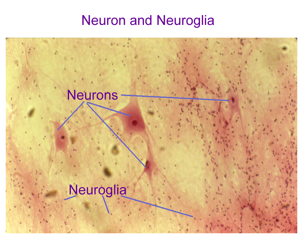 Motor Neuron Slide Labeled Glial Cells
